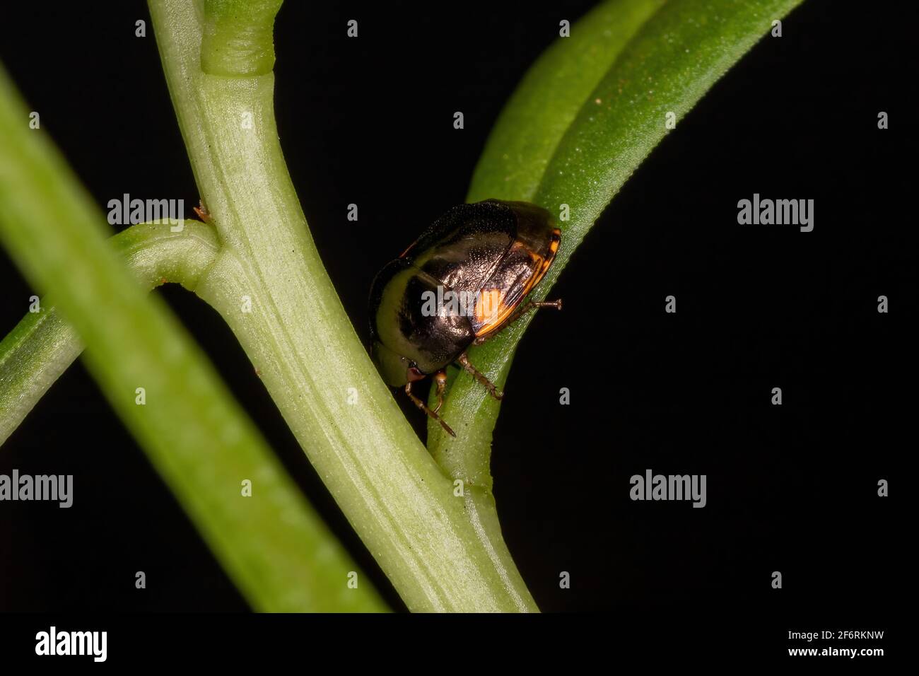 Adult Ebony Bug of the Genus Galgupha Stock Photo - Alamy
