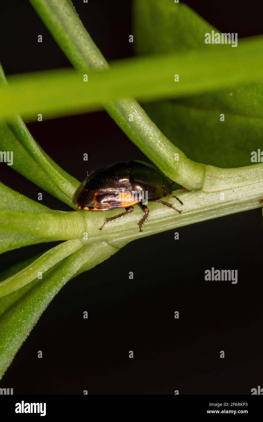 Adult Ebony Bug of the Genus Galgupha Stock Photo - Alamy