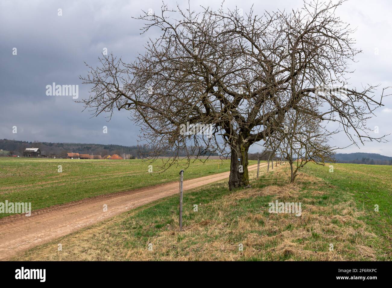Apple tree by the road hi-res stock photography and images - Alamy