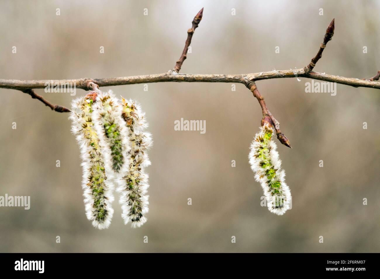 Poplar catkins on budding twig Poplar branch Stock Photo - Alamy