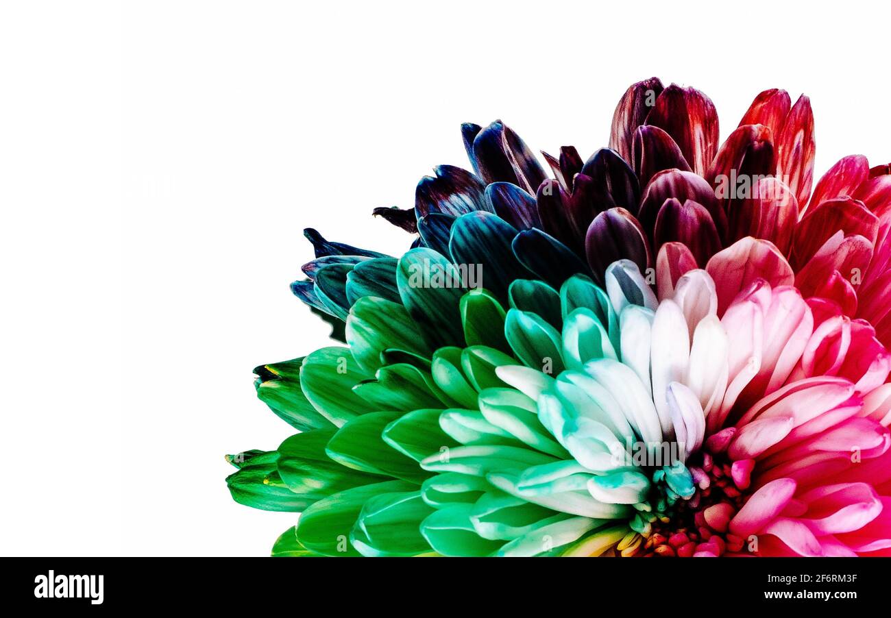 Wallpaper flower hi-res stock photography and images - Alamy