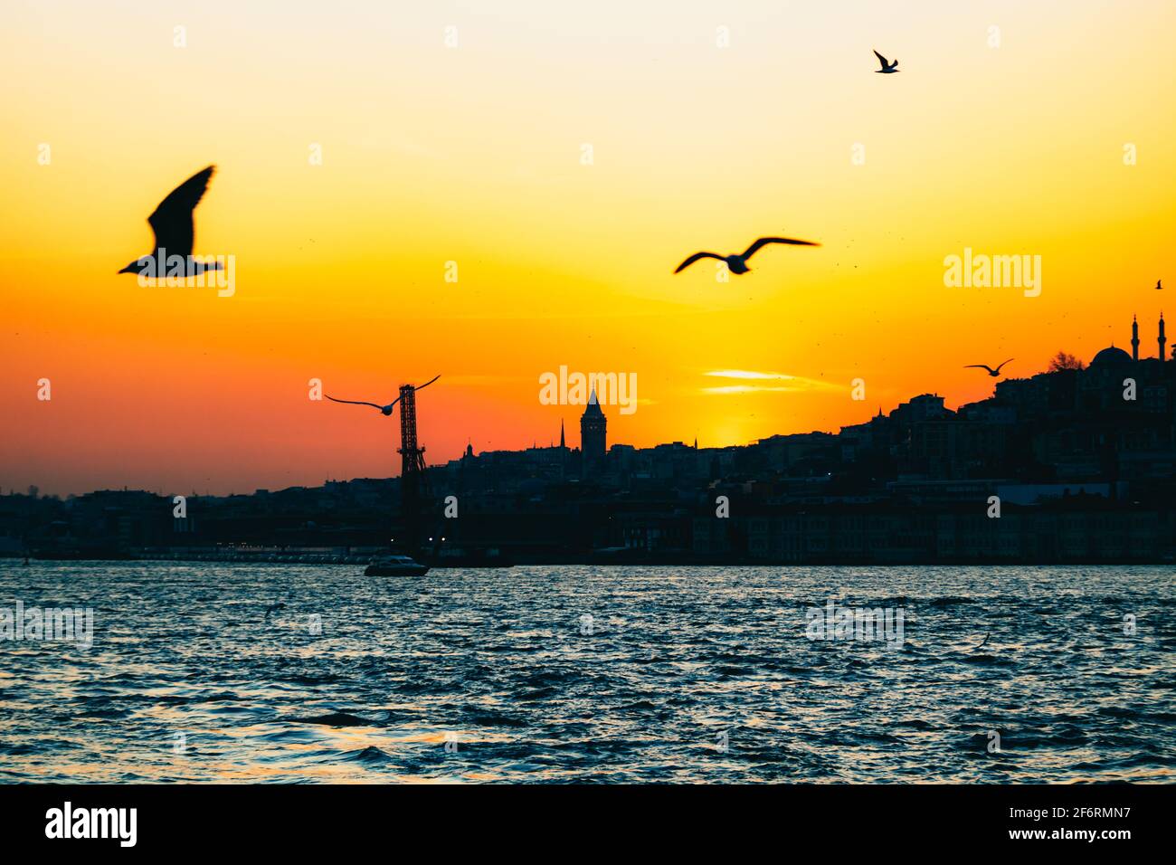 Galata Tower and Seagull at sunset. Istanbul background photo. Beauties ...