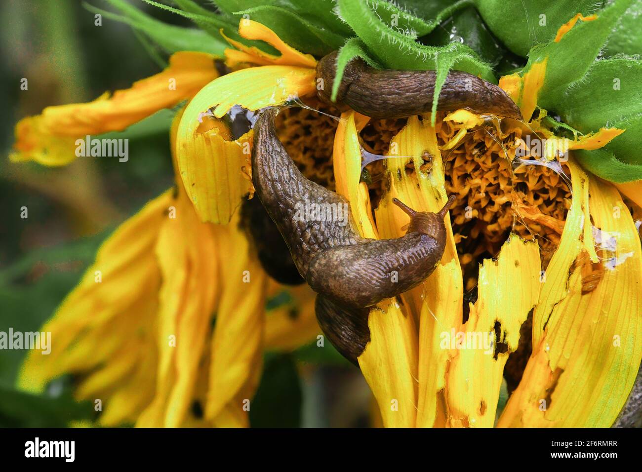 Garden slug eating hi-res stock photography and images - Alamy