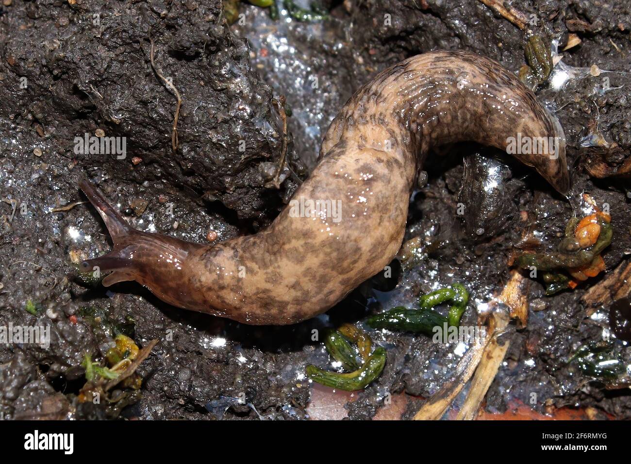 Slimy slugs hi-res stock photography and images - Alamy