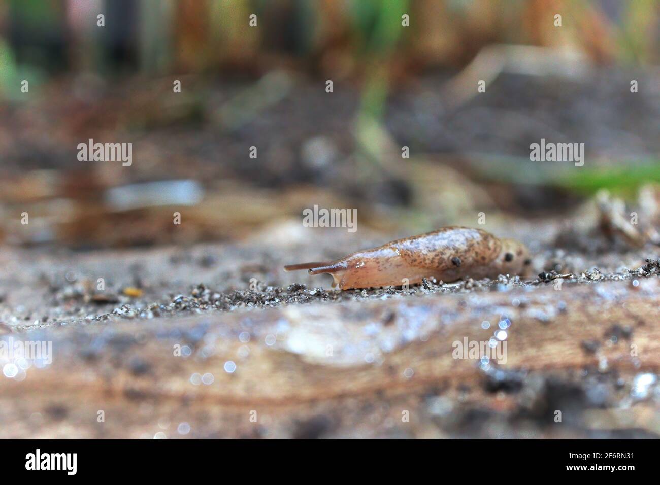 Side view of a slug crawling over ground Stock Photo - Alamy
