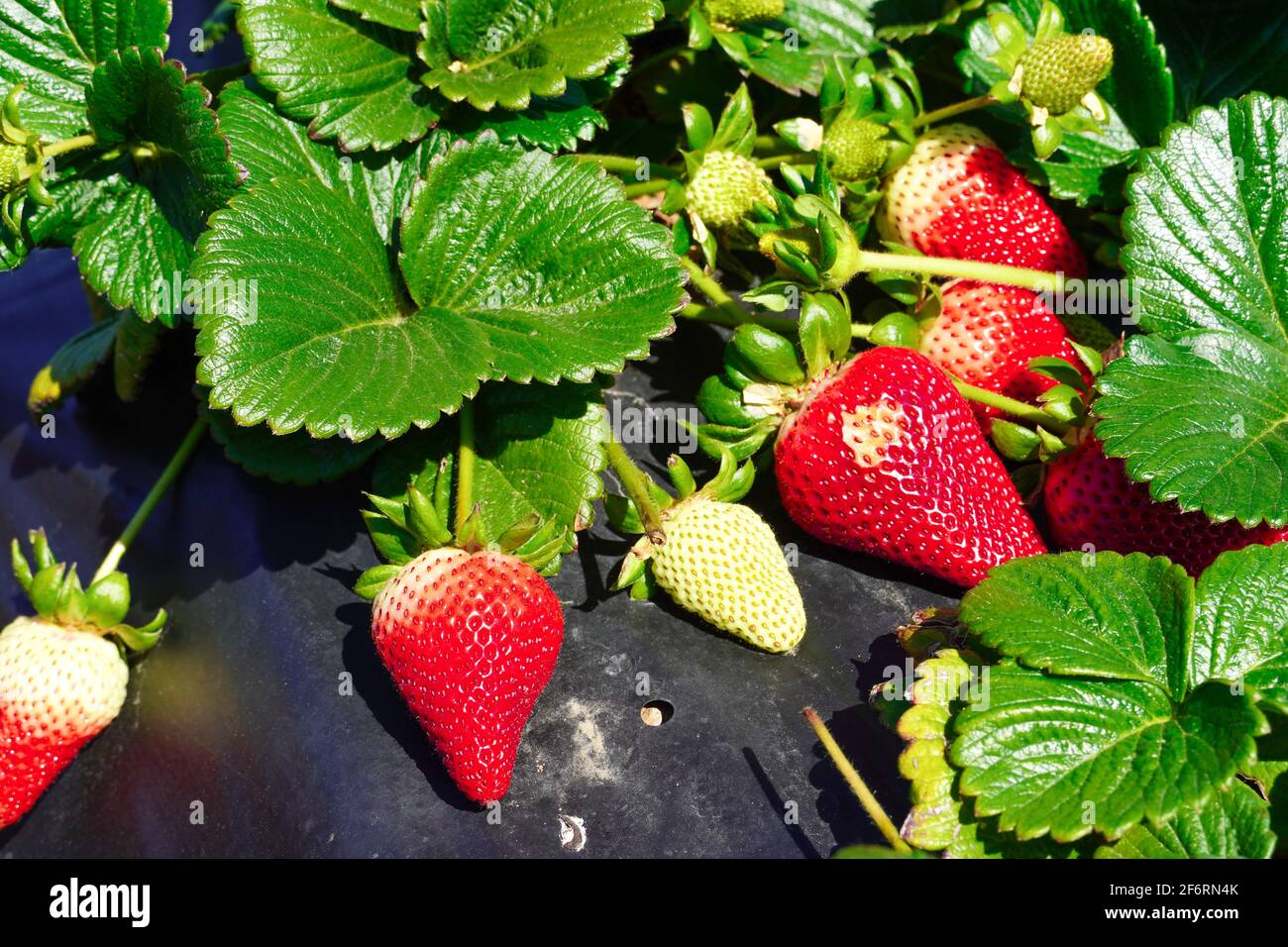 Strawberry field on fruit farm. Fresh ripe organic strawberry. close up ...