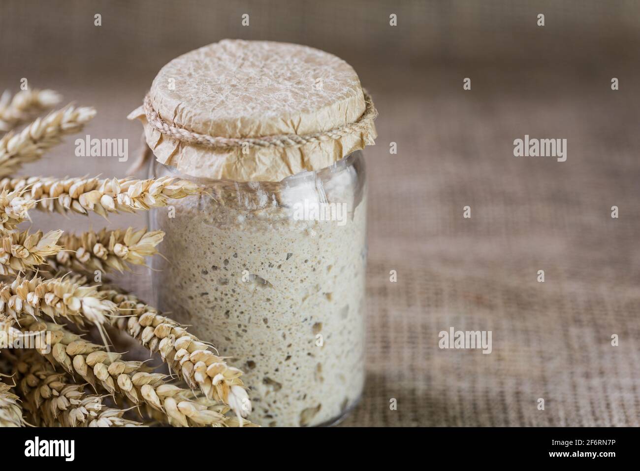 The leaven for bread is active. Starter sourdough. The concept of a ...