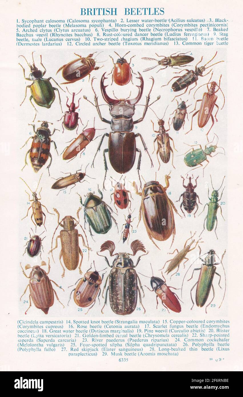 Vintage illustrations of British Beetles Stock Photo - Alamy