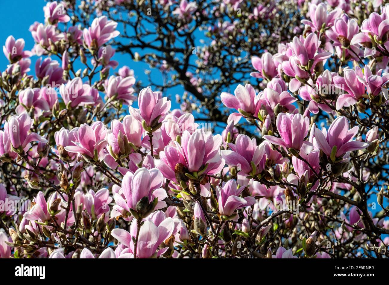 Flowering spring trees and plants Stock Photo - Alamy
