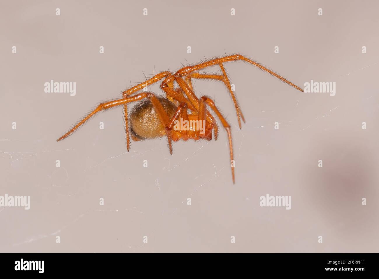 Orange House Spider