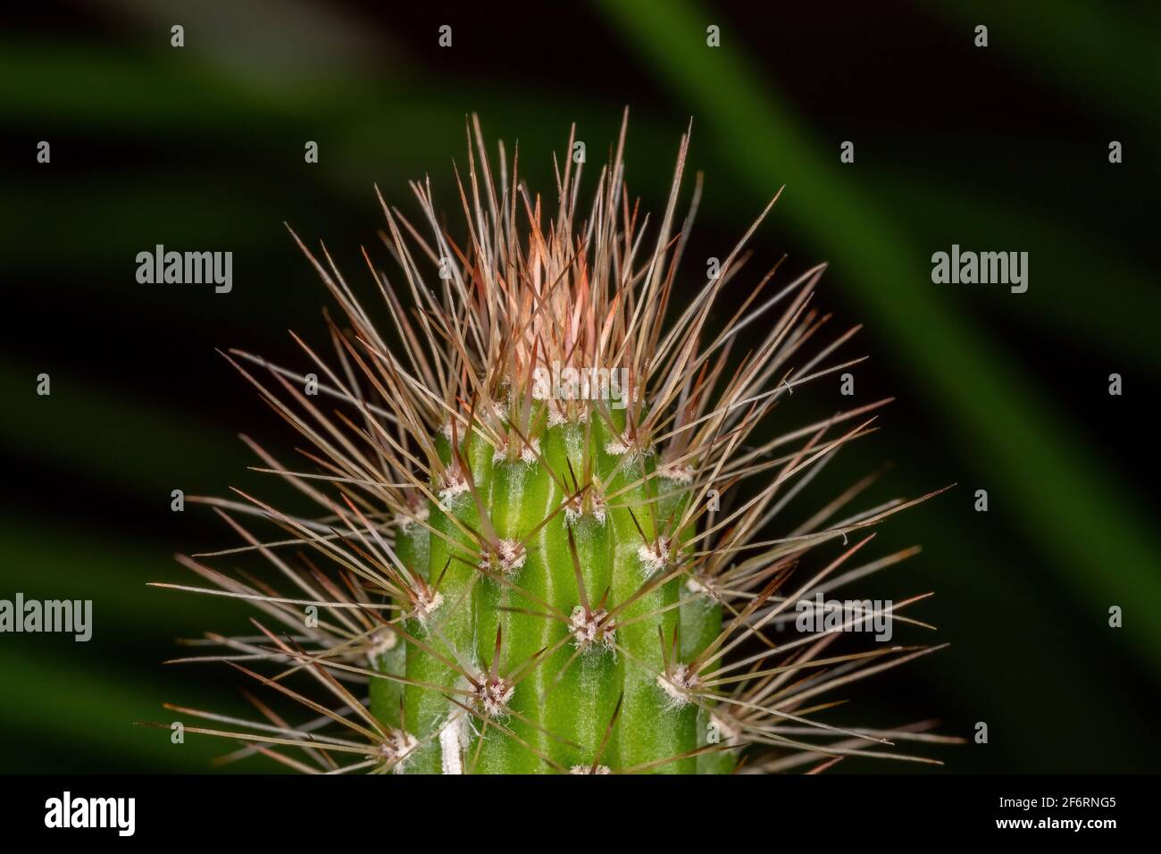 Long spikes cactus hi-res stock photography and images - Alamy