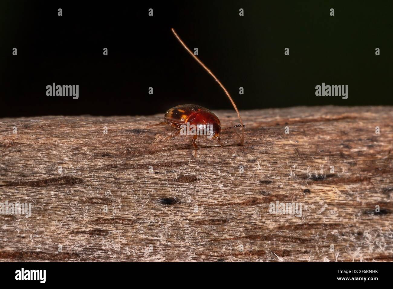 Diaperinae hi-res stock photography and images - Alamy
