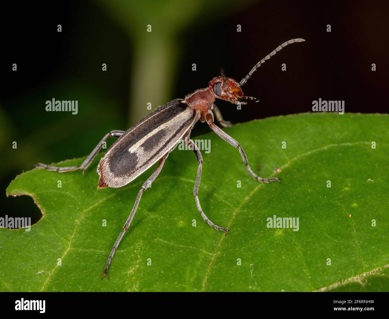 Burning Blister Beetle of the Genus Epicauta Stock Photo - Alamy