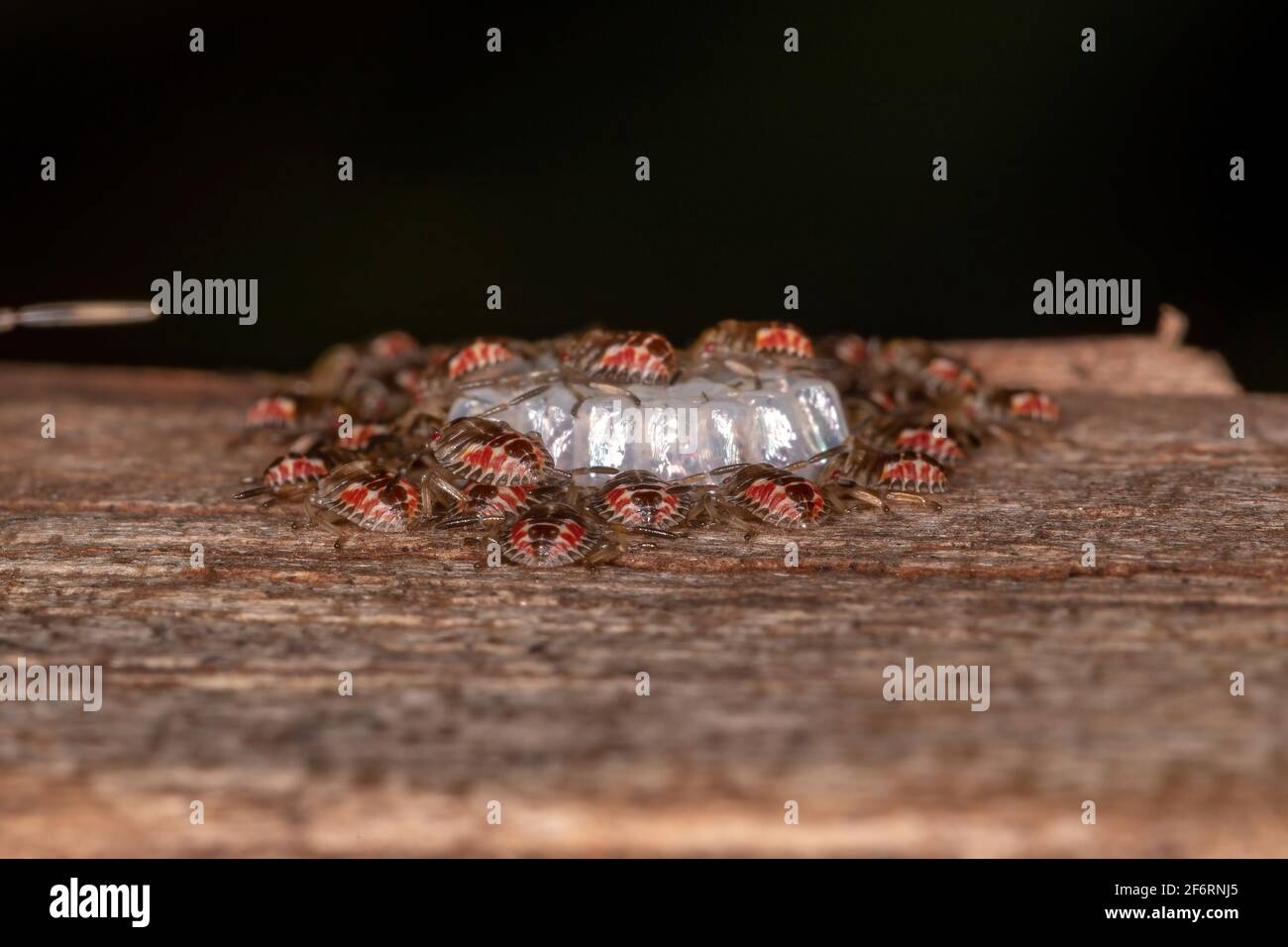 Shield bug nymphs hi-res stock photography and images - Alamy