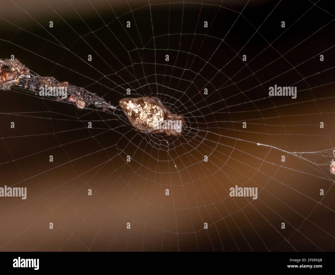 Trashline spider hi-res stock photography and images - Alamy