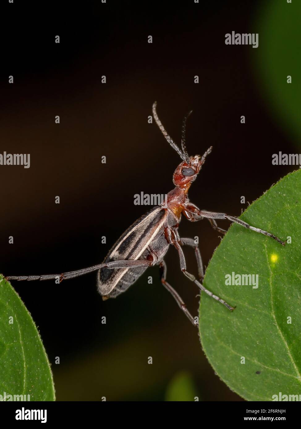 Burning Blister Beetle of the Genus Epicauta Stock Photo - Alamy