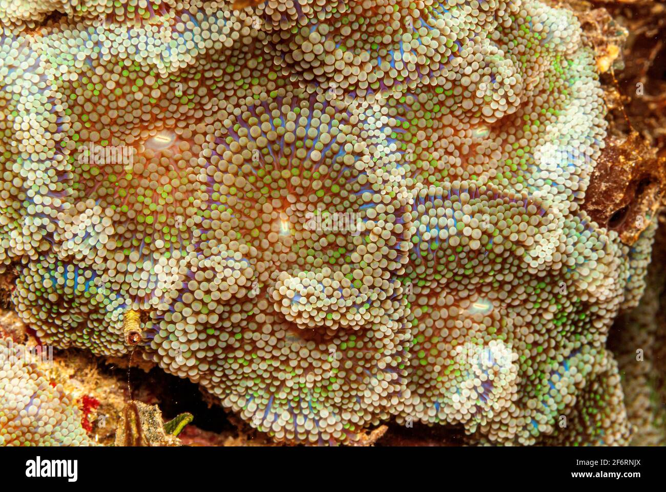 Corallimorpharia is an order of marine cnidarians closely related to ...