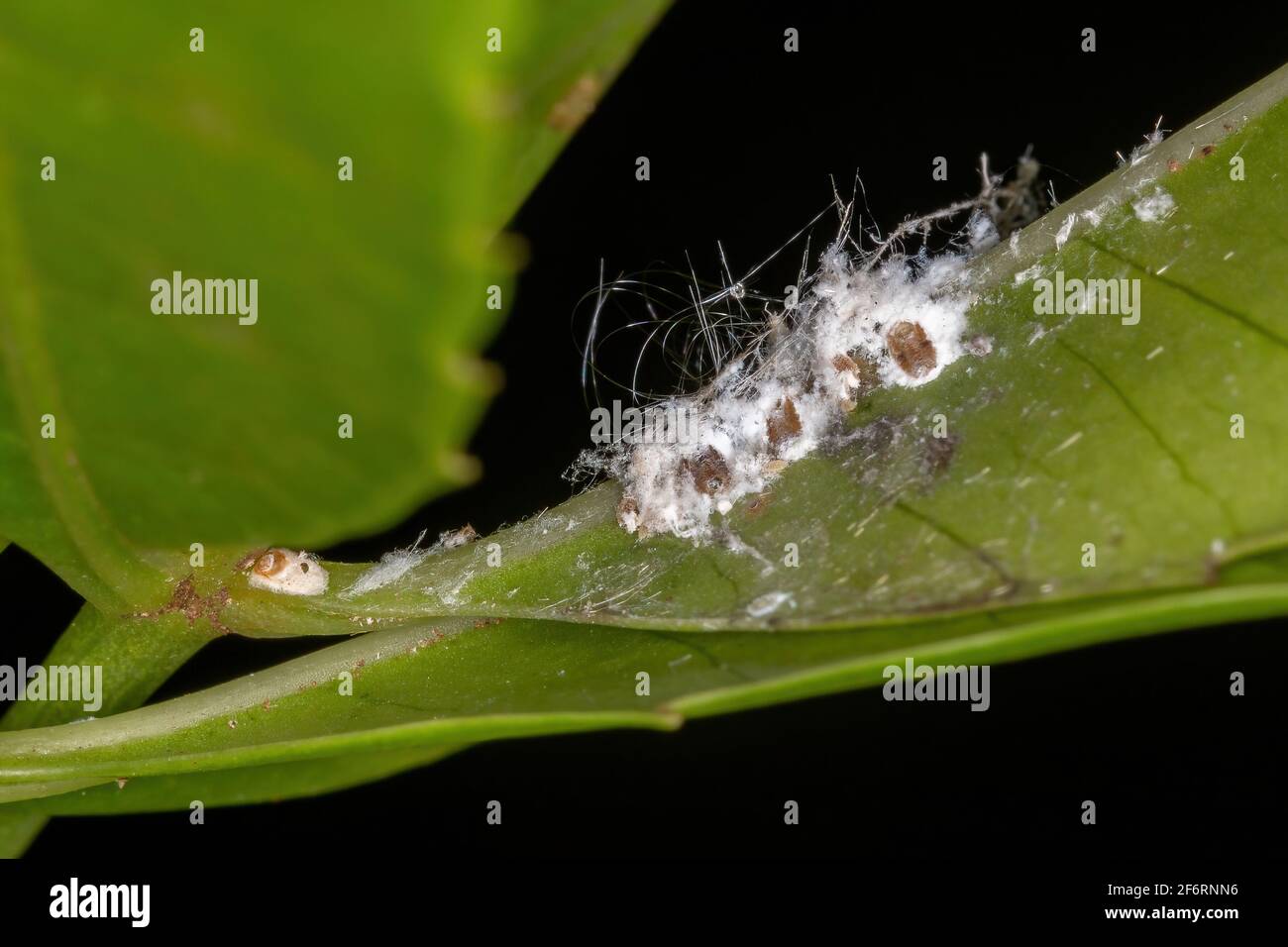 White Scale Insects of the Superfamily Coccoidea Stock Photo - Alamy