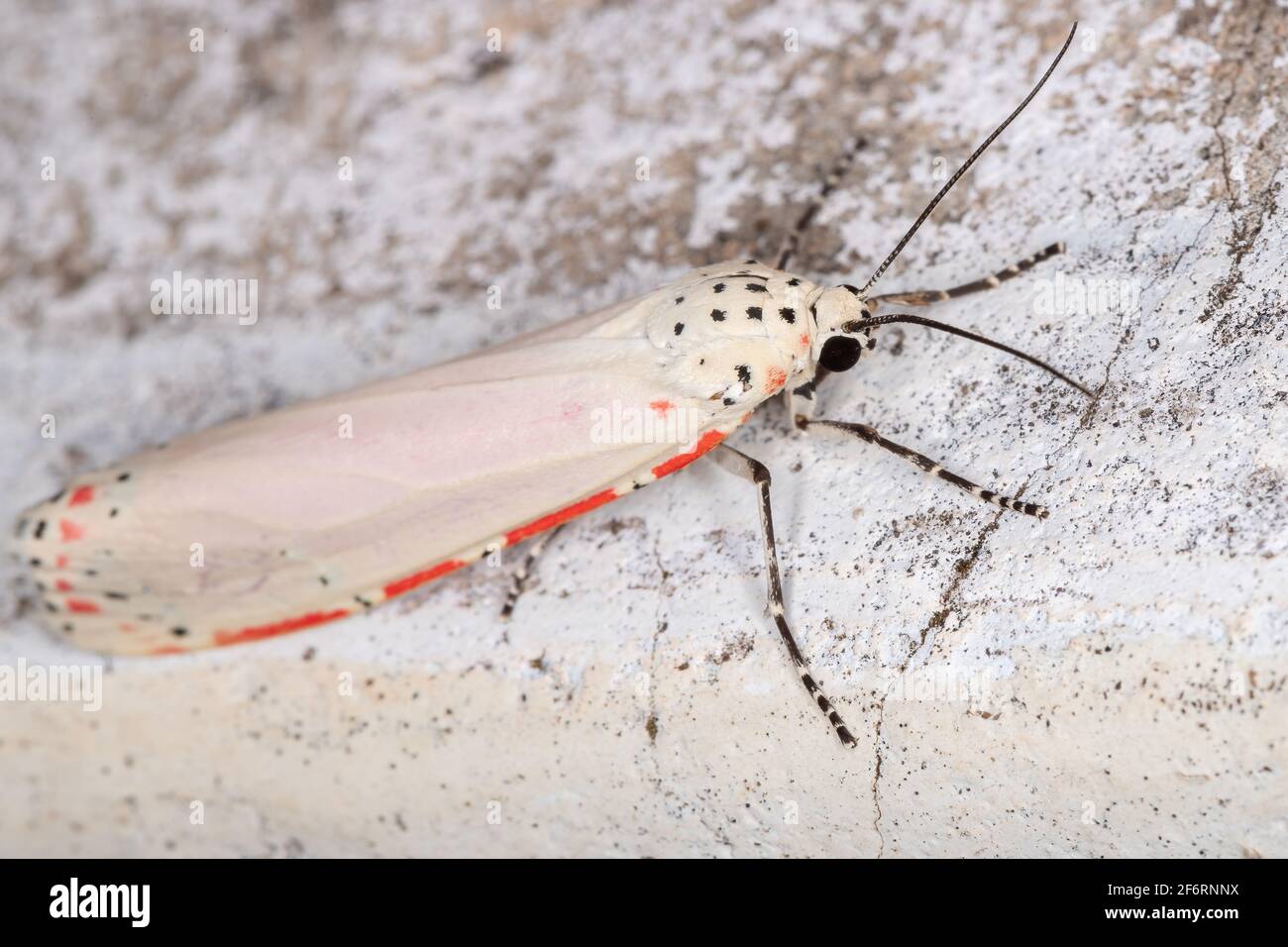 Bella Moth Wildlife Jamaica The Bella Moth (Utetheisa Ornatrix) Aka