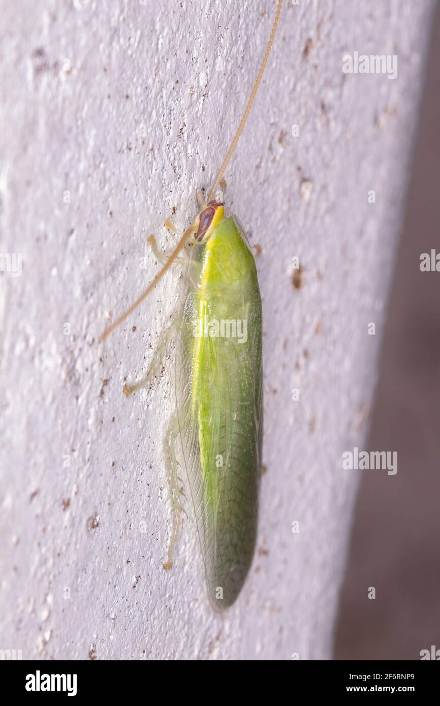 Green Giant Cockroach of the Genus Panchlora Stock Photo - Alamy