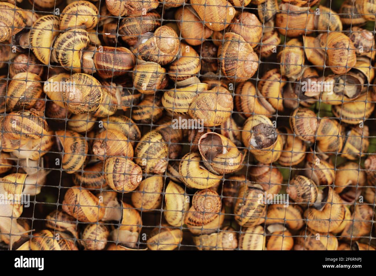 Snail farm. Industrial cultivation of edible mollusks of the species ...