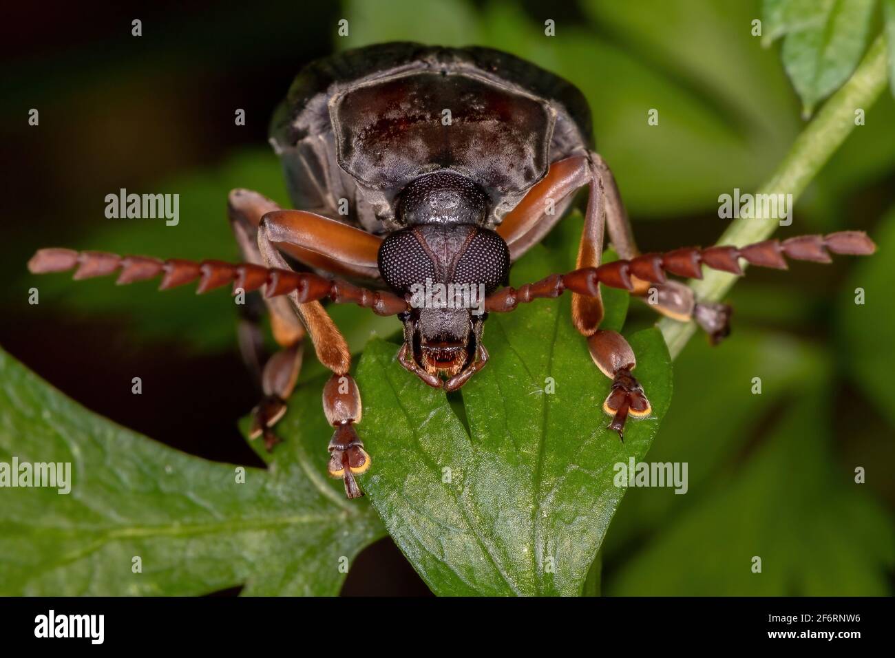 Bean weevils hi-res stock photography and images - Alamy