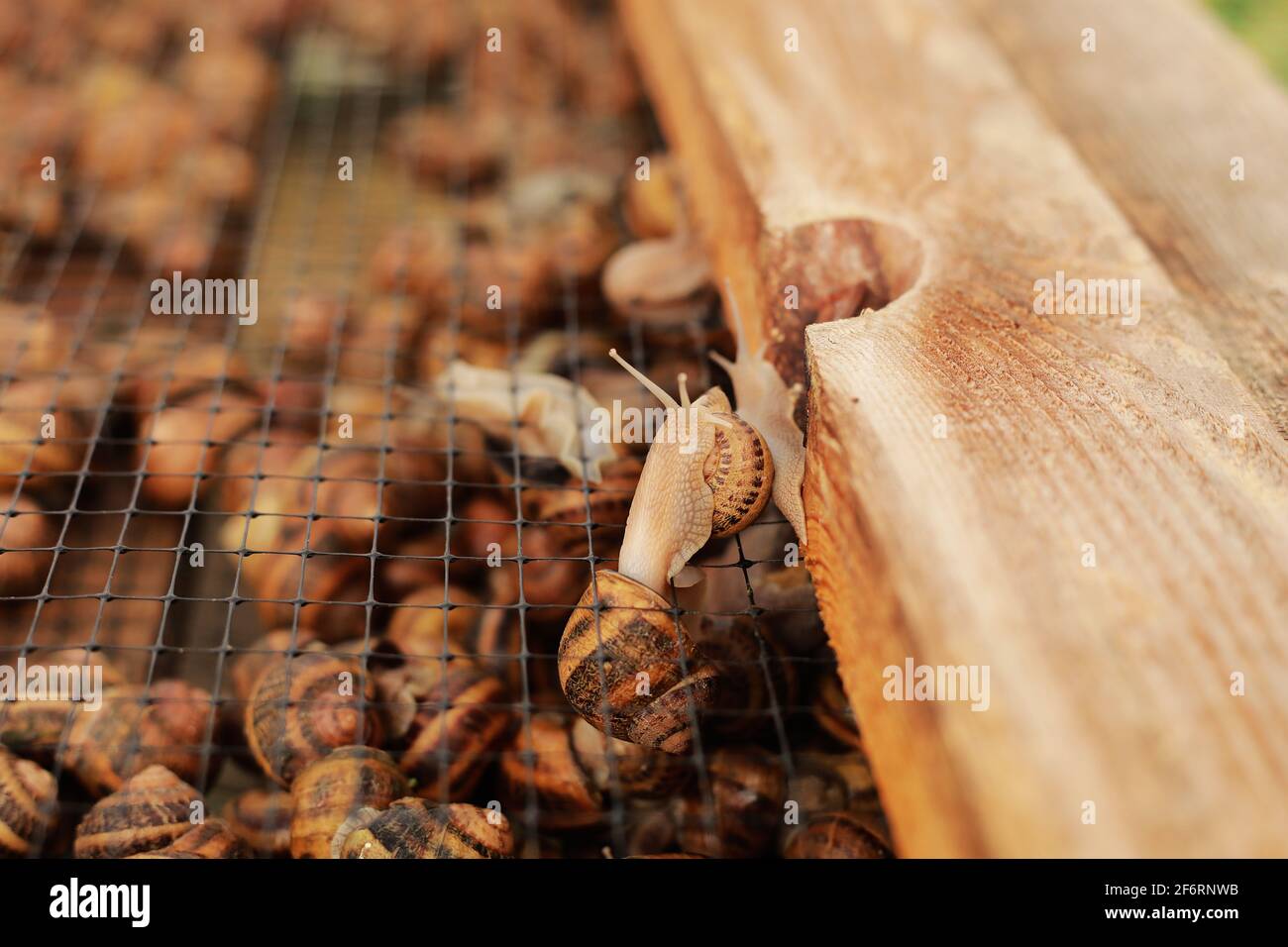 Snail farm. Industrial cultivation of edible mollusks of the species ...