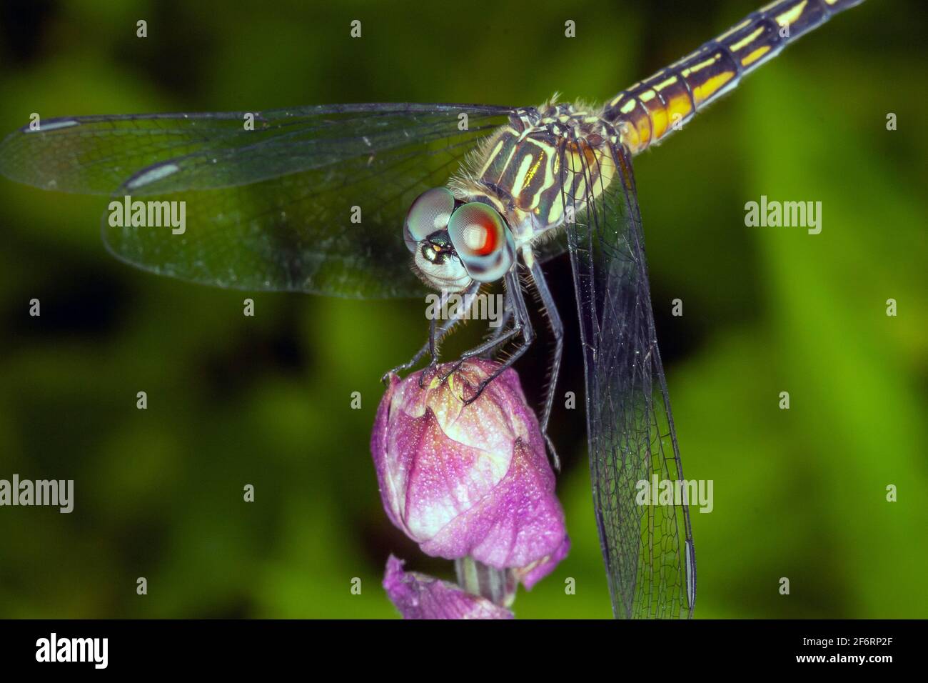 Dragonfly is an insect belonging to the order Odonata, infraorder ...