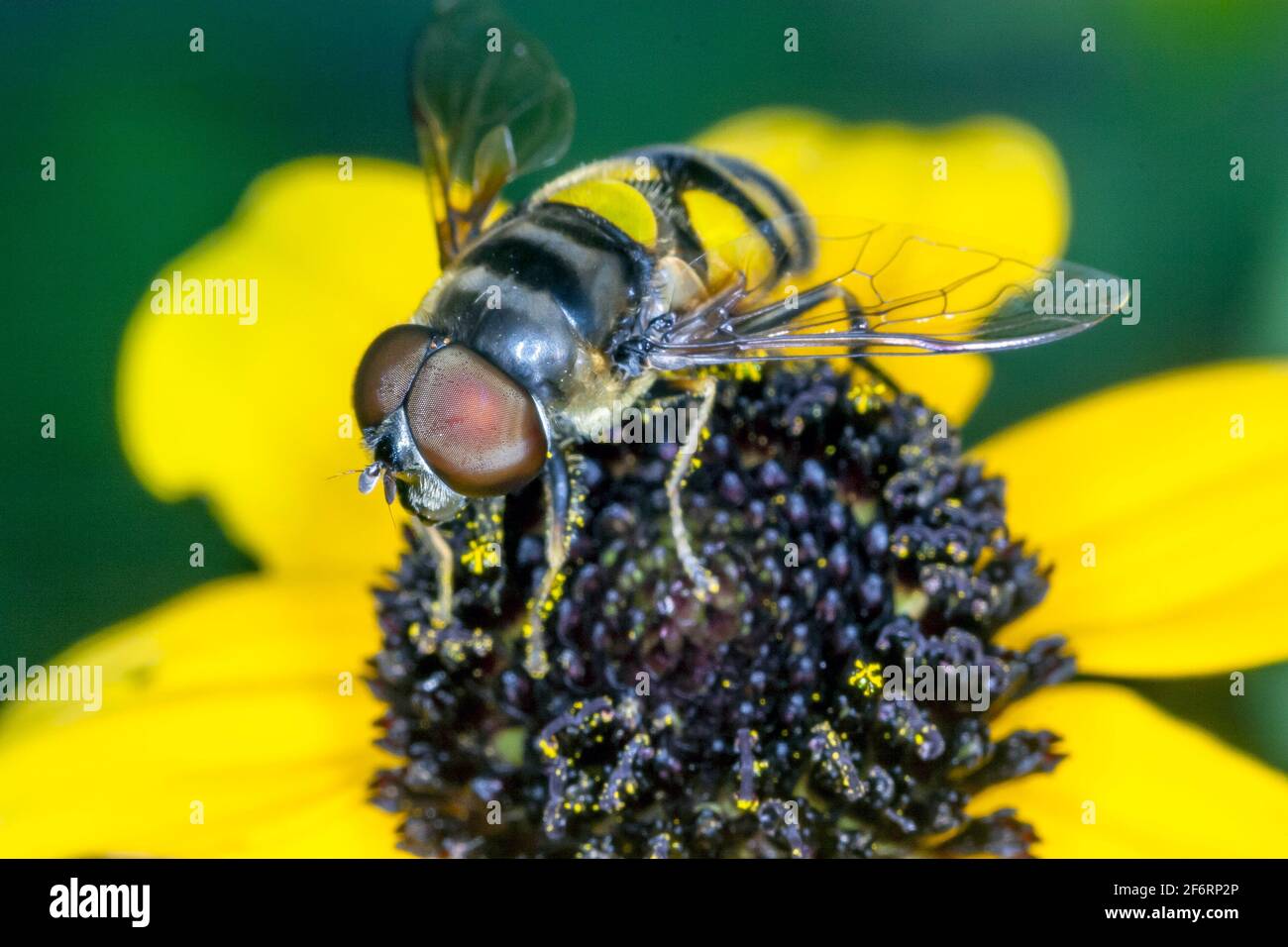 bumblebee, bumble bee, genus Bombus, part of Apidae, one of the bee ...