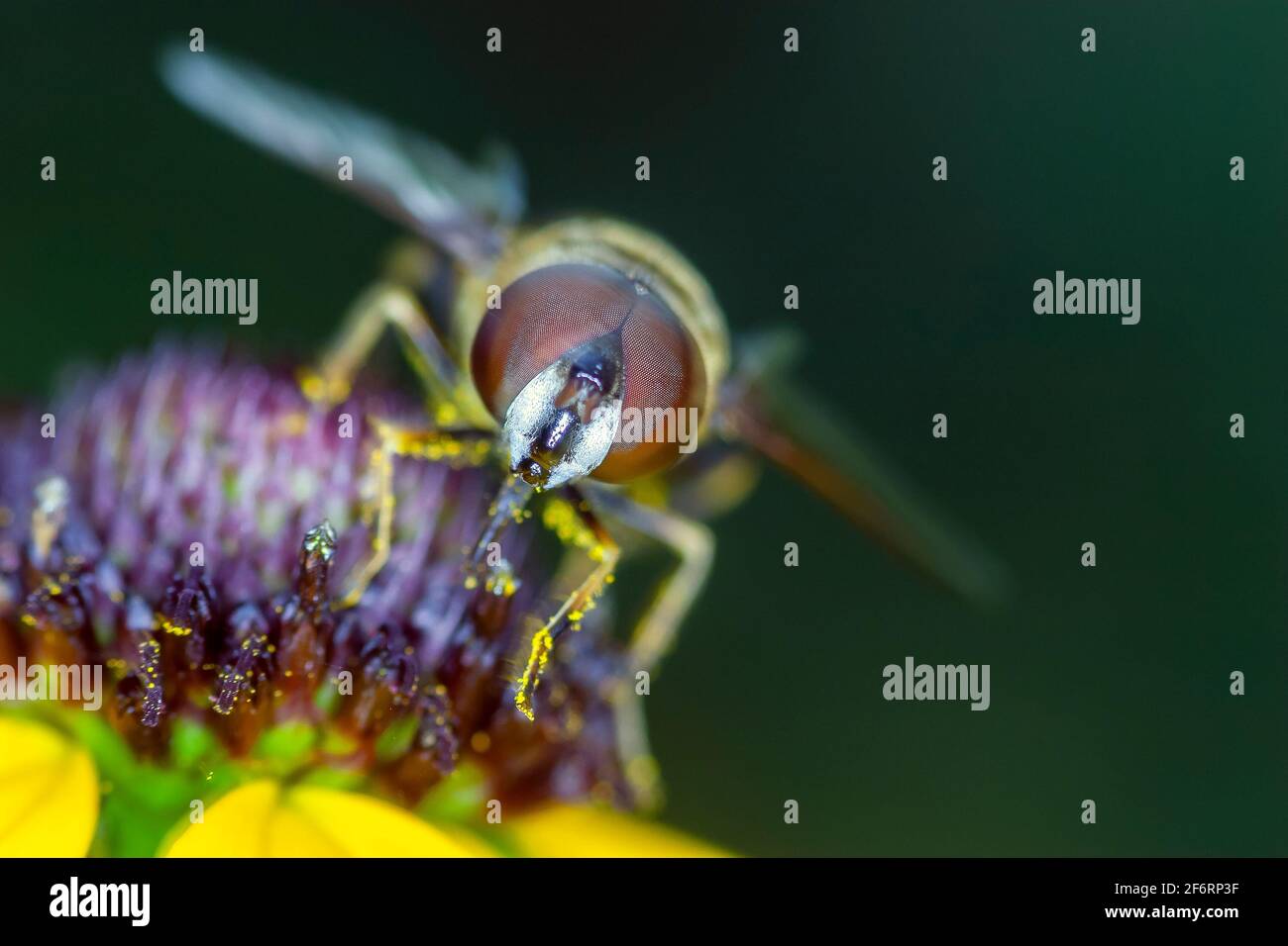 bumblebee, bumble bee, genus Bombus, part of Apidae, one of the bee ...