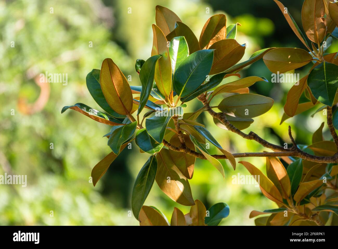 Fresh magnolia leaves on a branch. Magnolia grandiflora, commonly known ...