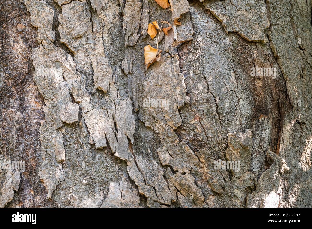 Magnolia grandiflora bark background. Textured bark of old tree ...