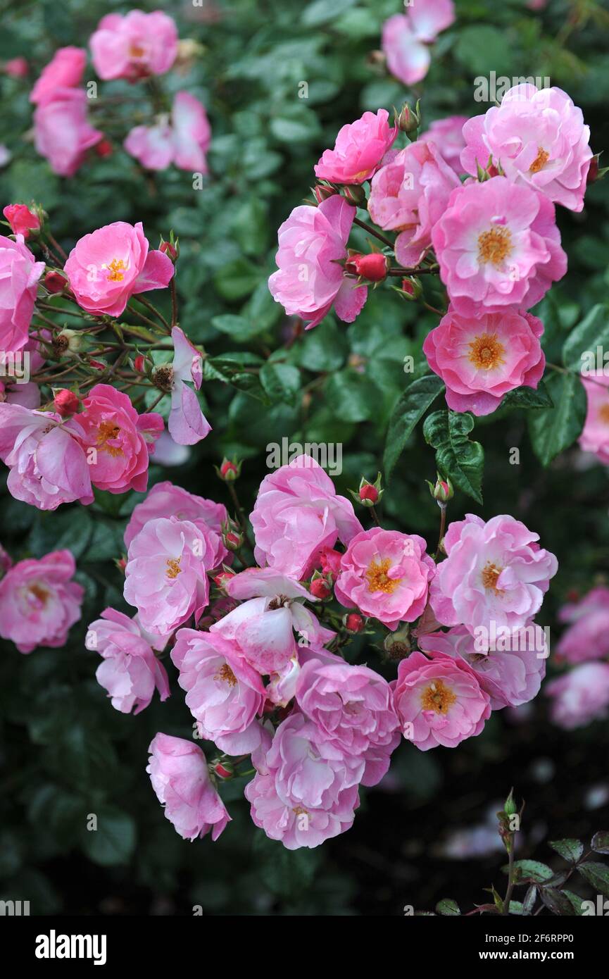 Pink shrub rose (Rosa) Carola blooms in a garden in June Stock Photo ...