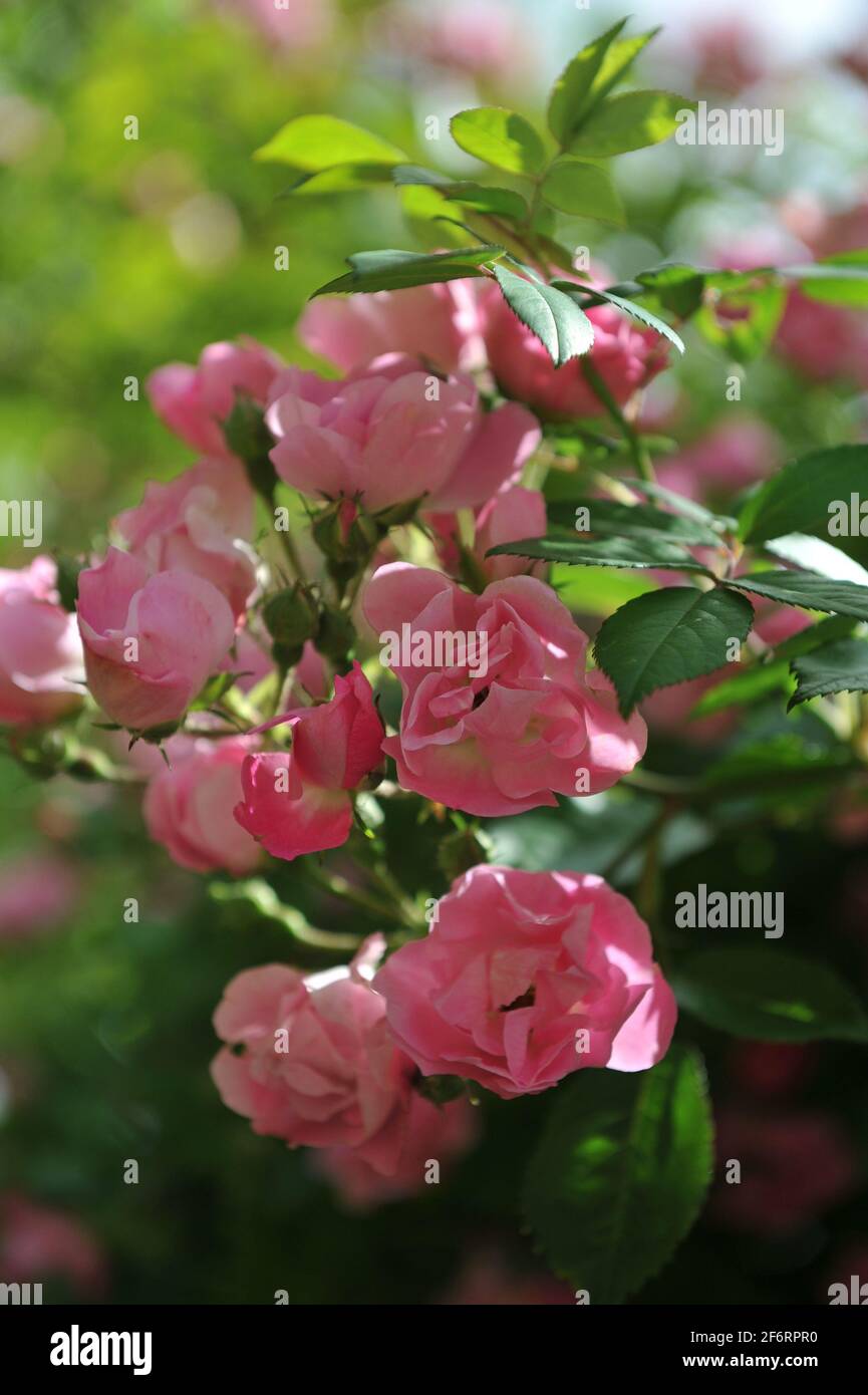 Caroubier hi-res stock photography and images - Alamy