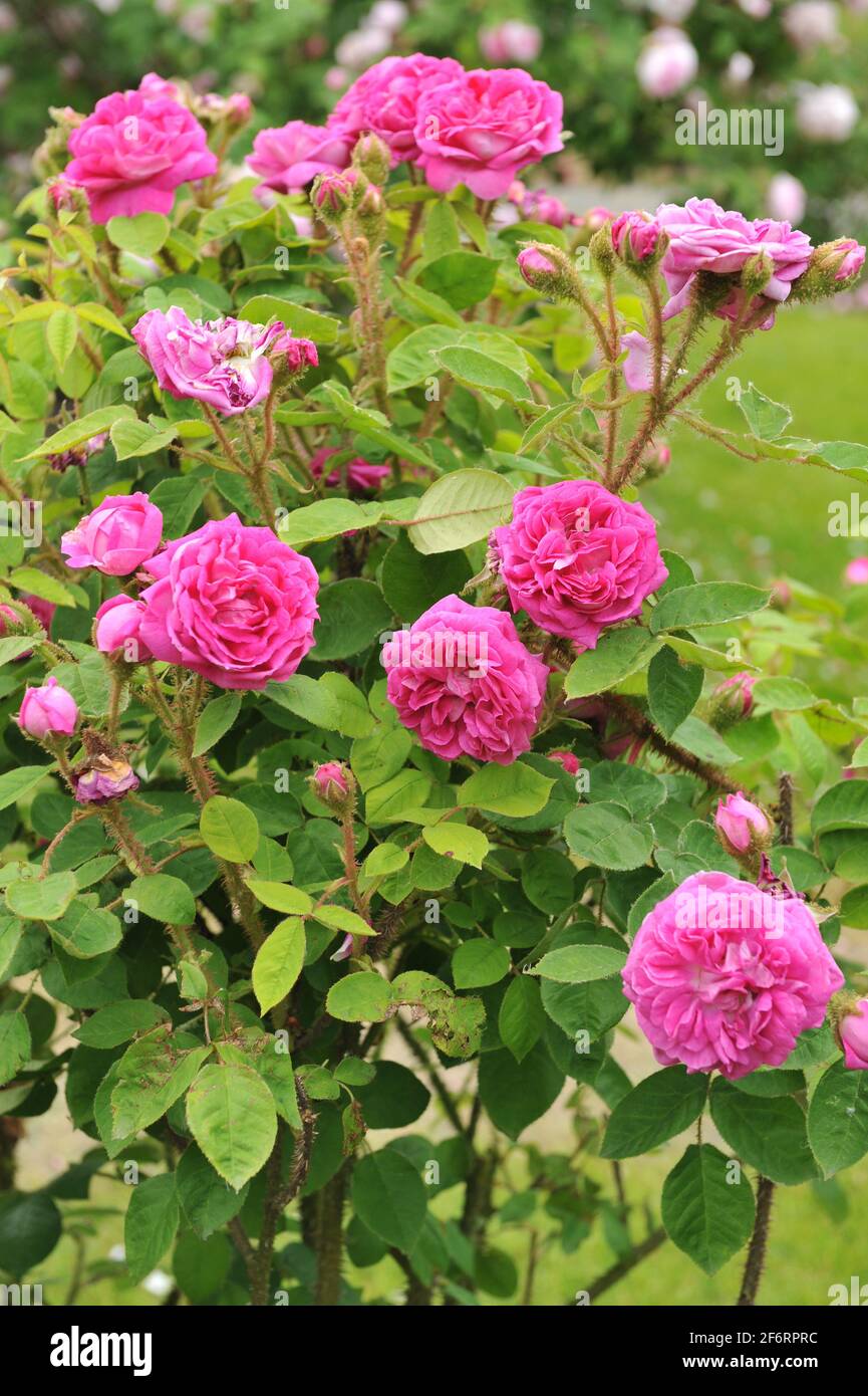 Pink Moss rose (Rosa) Catherine de Wuertemberg blooms in a garden in ...