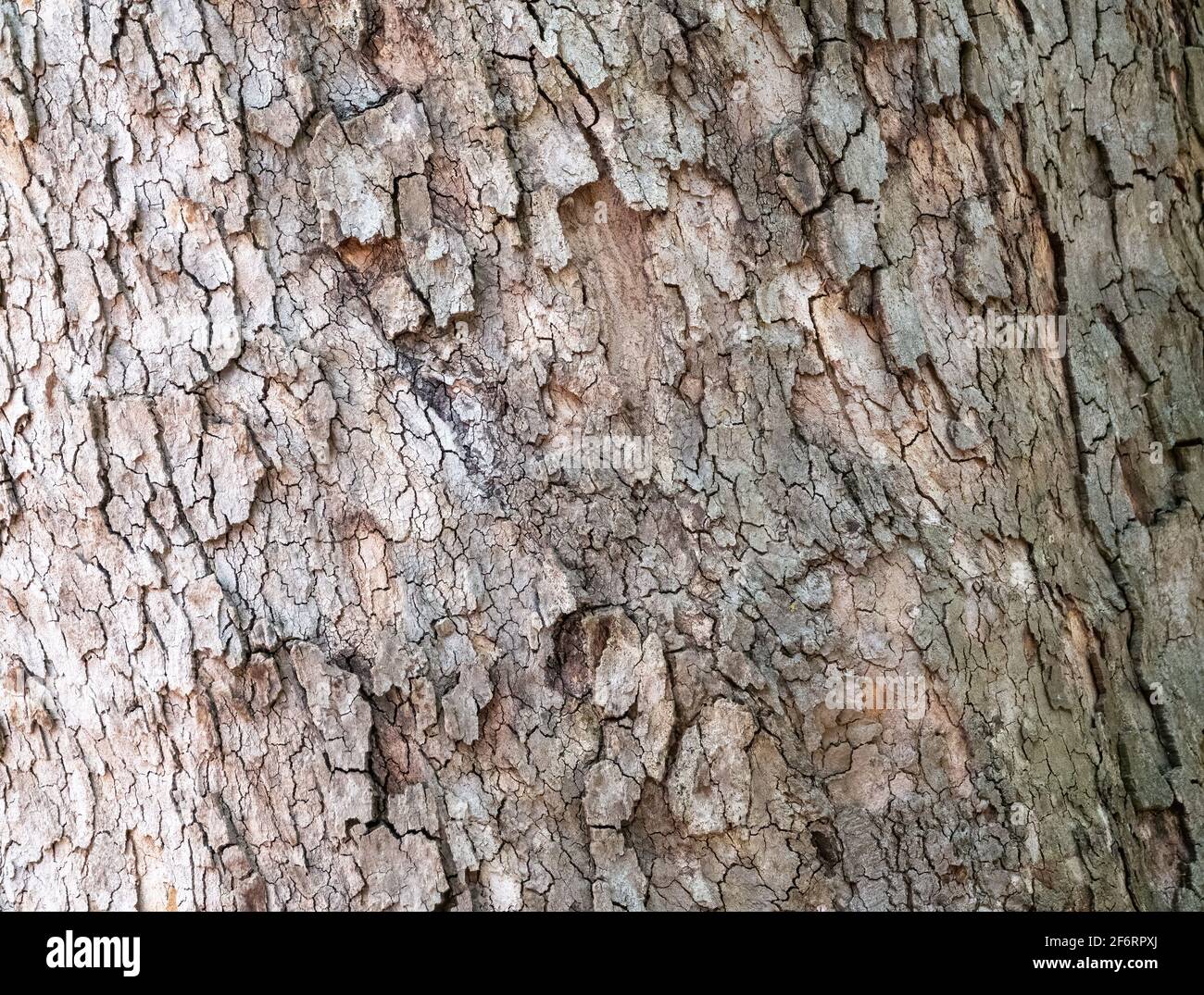 Bark texture and background of a old fir tree trunk. Detailed bark ...