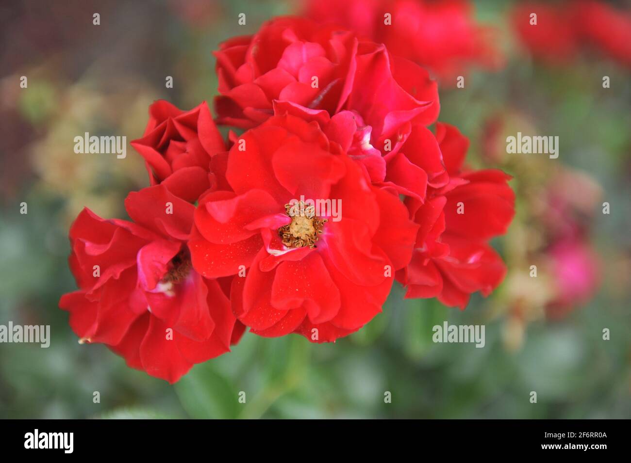 Red Shrub rose (Rosa) CentrO-Rose blooms in a garden in July Stock ...