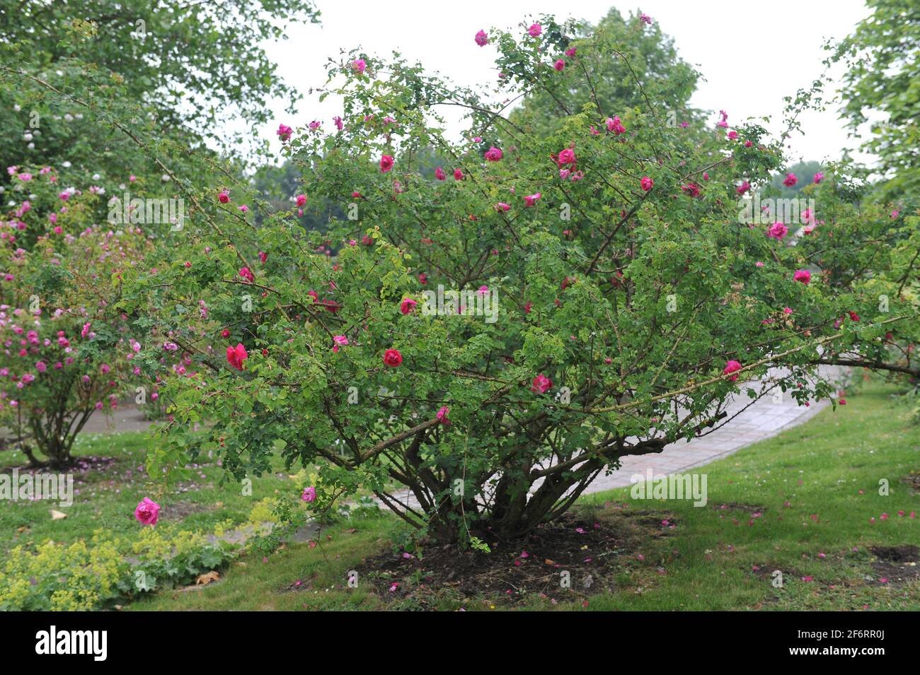 Deep pink shrub rose (Rosa) Cerise Bouquet blooms in a garden in June ...