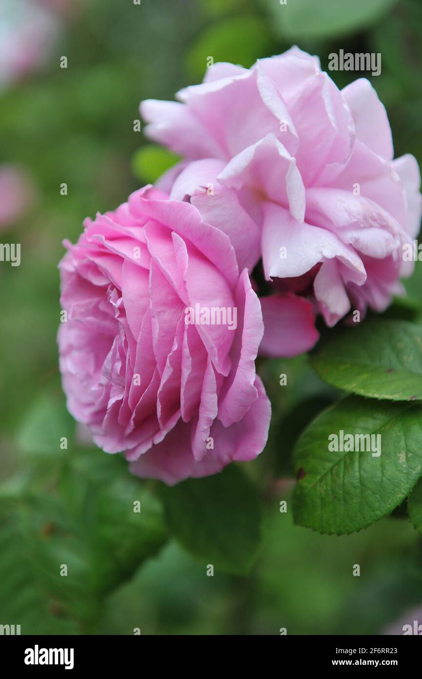 Pink Bourbon rose (Rosa) Champion of the World blooms in a garden in ...