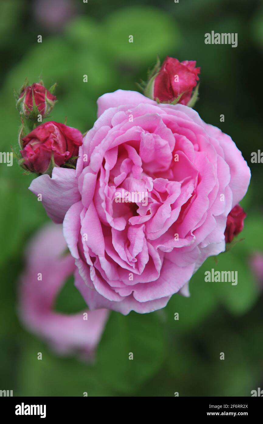 Pink Bourbon rose (Rosa) Champion of the World blooms in a garden in ...
