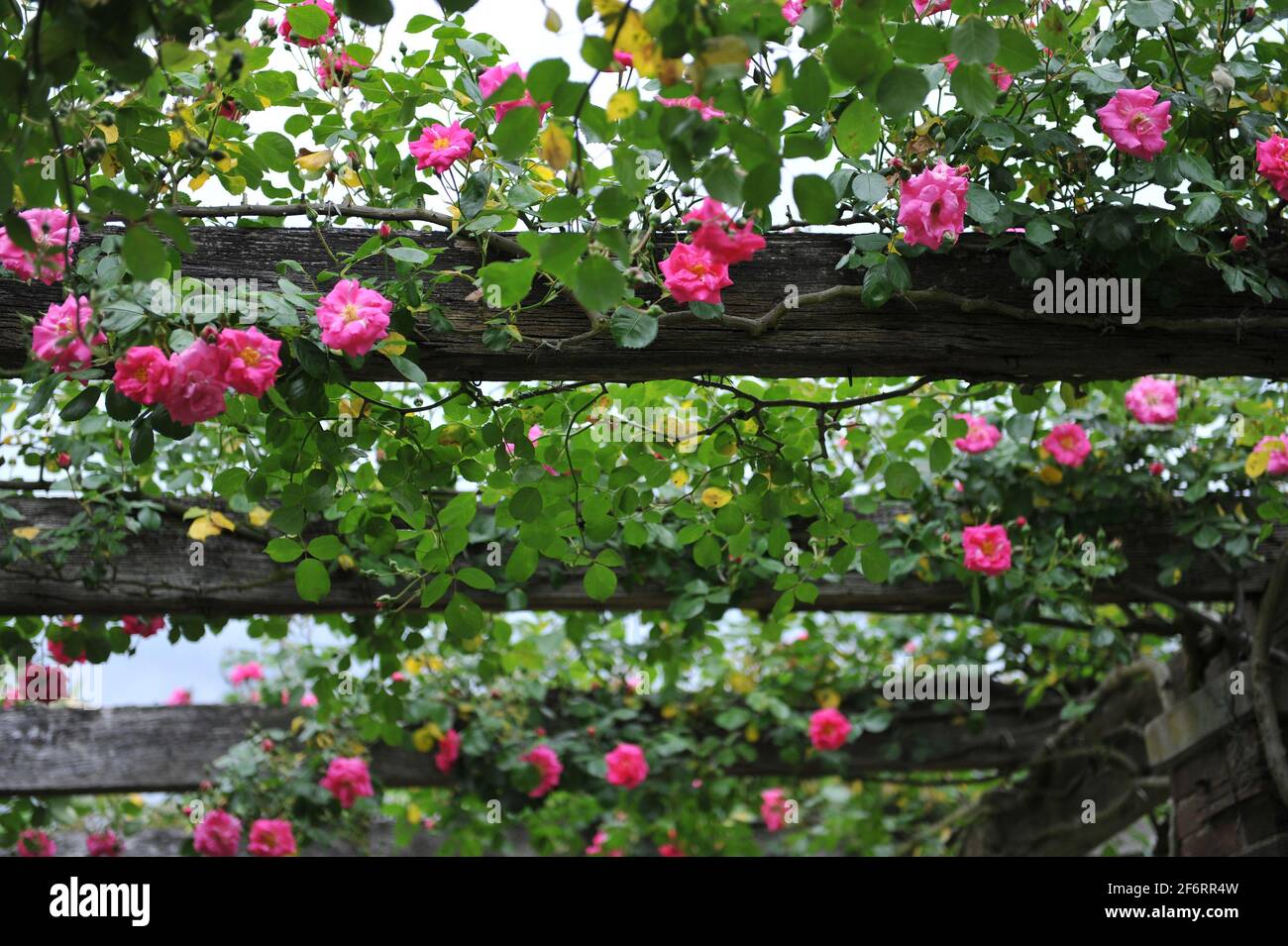 Rose Pergola In Garden High Resolution Stock Photography and Images - Alamy