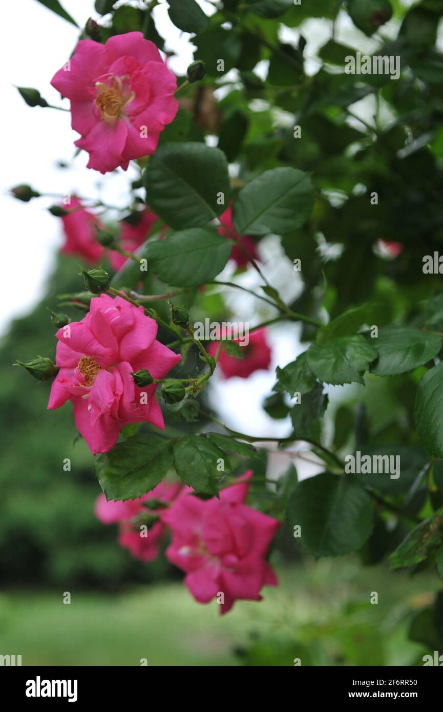 Pink climbing Noisette rose (Rosa) Chaplin's Pink Climber blooms in a ...