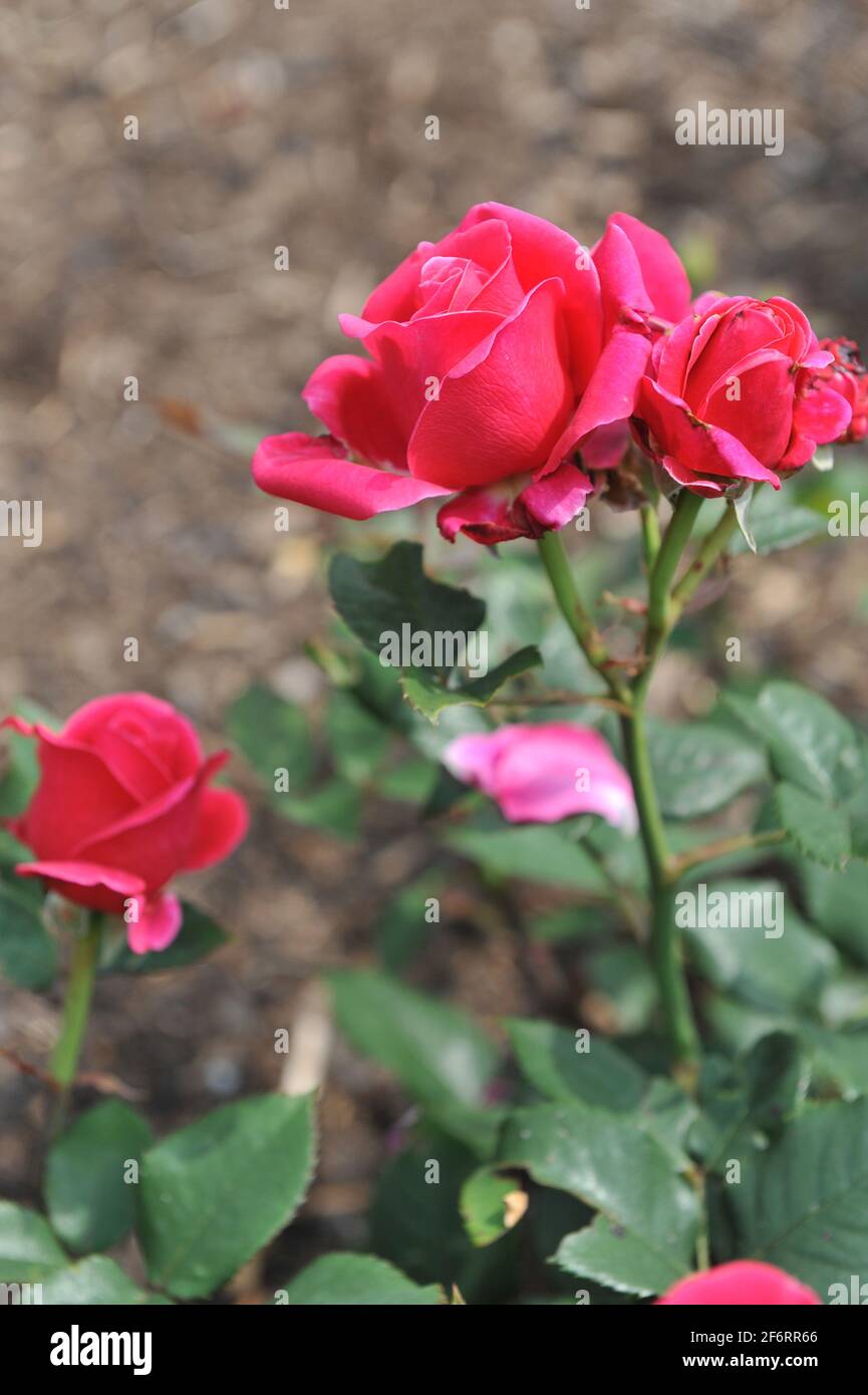 Kb Rose English Tea Garden