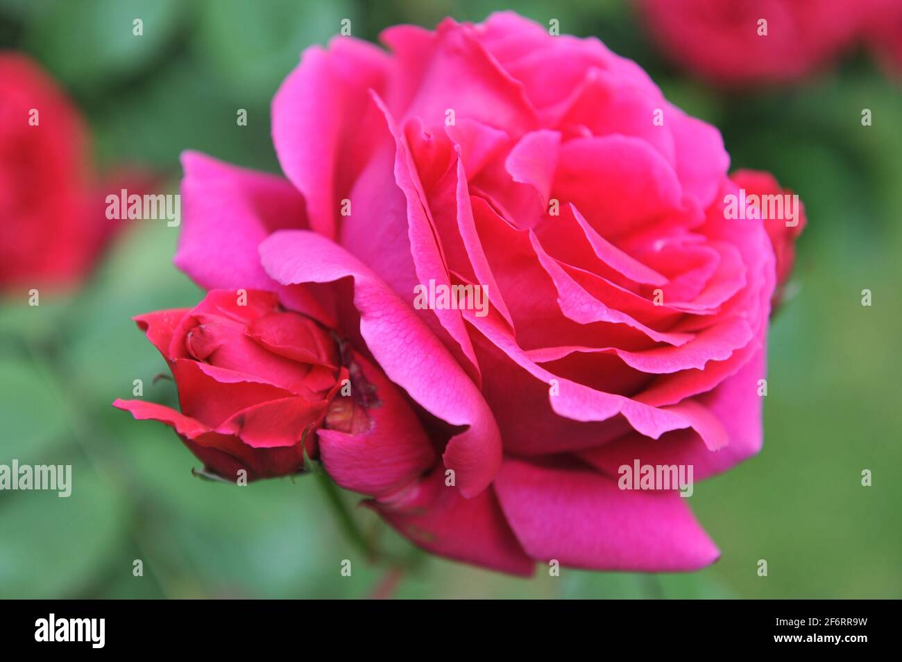 Dark red Hybrid Perpetual rose (Rosa) Charles Lefebvre blooms in a ...