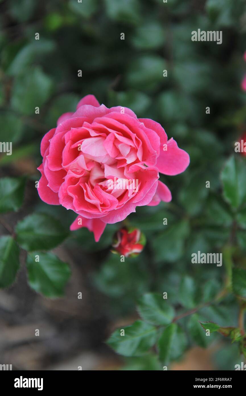 Rose charmant hi-res stock photography and images - Alamy