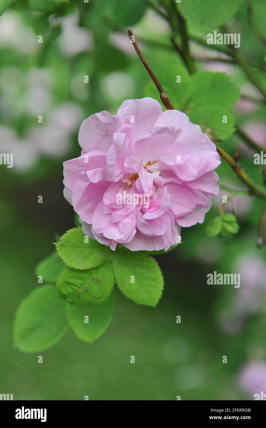 Pink Provins rose (Rosa gallica) Chataeu de Namur blooms in a garden in ...