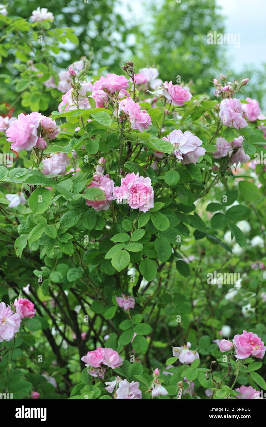 Pink Provins rose (Rosa gallica) Chataeu de Namur blooms in a garden in ...