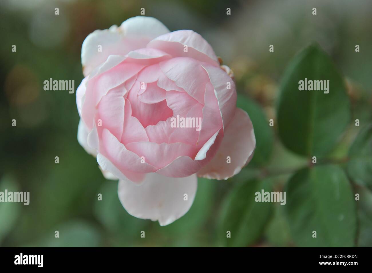 Light pink Shrub rose (Rosa) Chaucer blooms in a garden in September ...