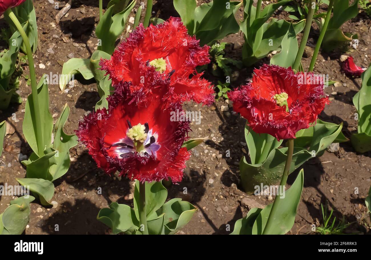 Tulip classification hi-res stock photography and images - Alamy