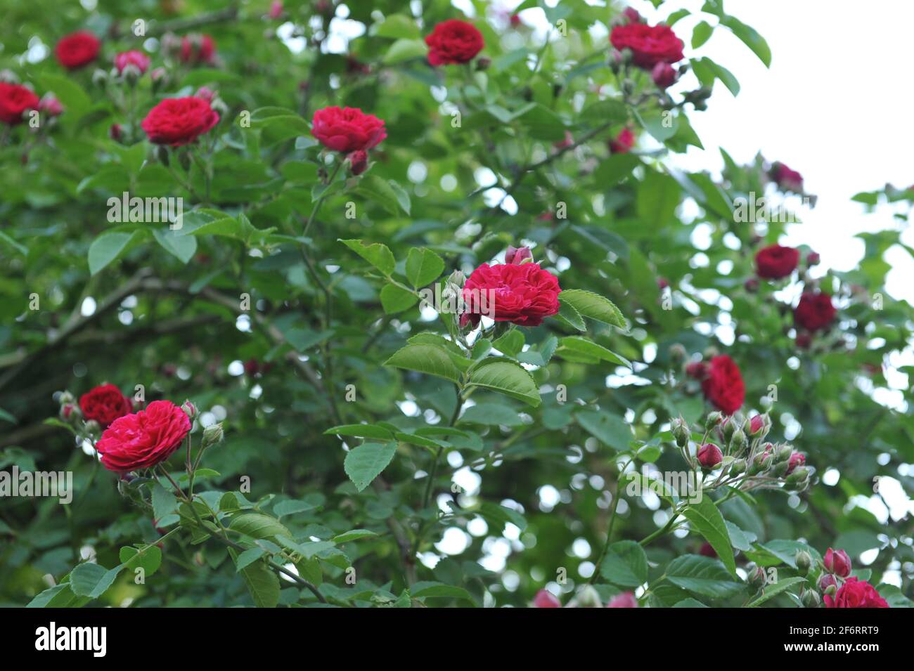 Dark red Hybrid Multiflora rose (Rosa) Chevy Chase blooms in a garden ...